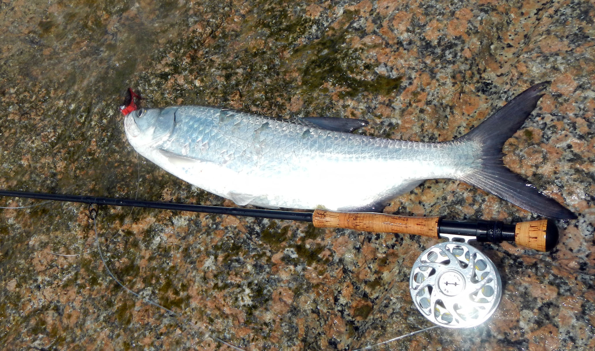 Gulf of Mexico Tarpon - Kenjo Fly Fishing Charters