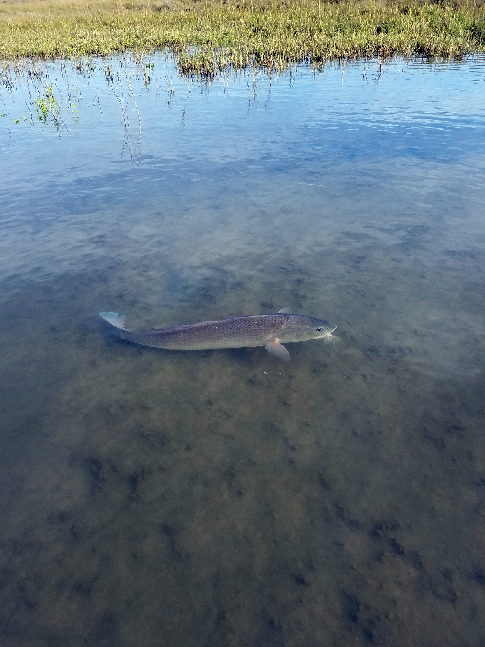 Boot Deep Backing Redfish - Kenjo Fly Fishing Charters