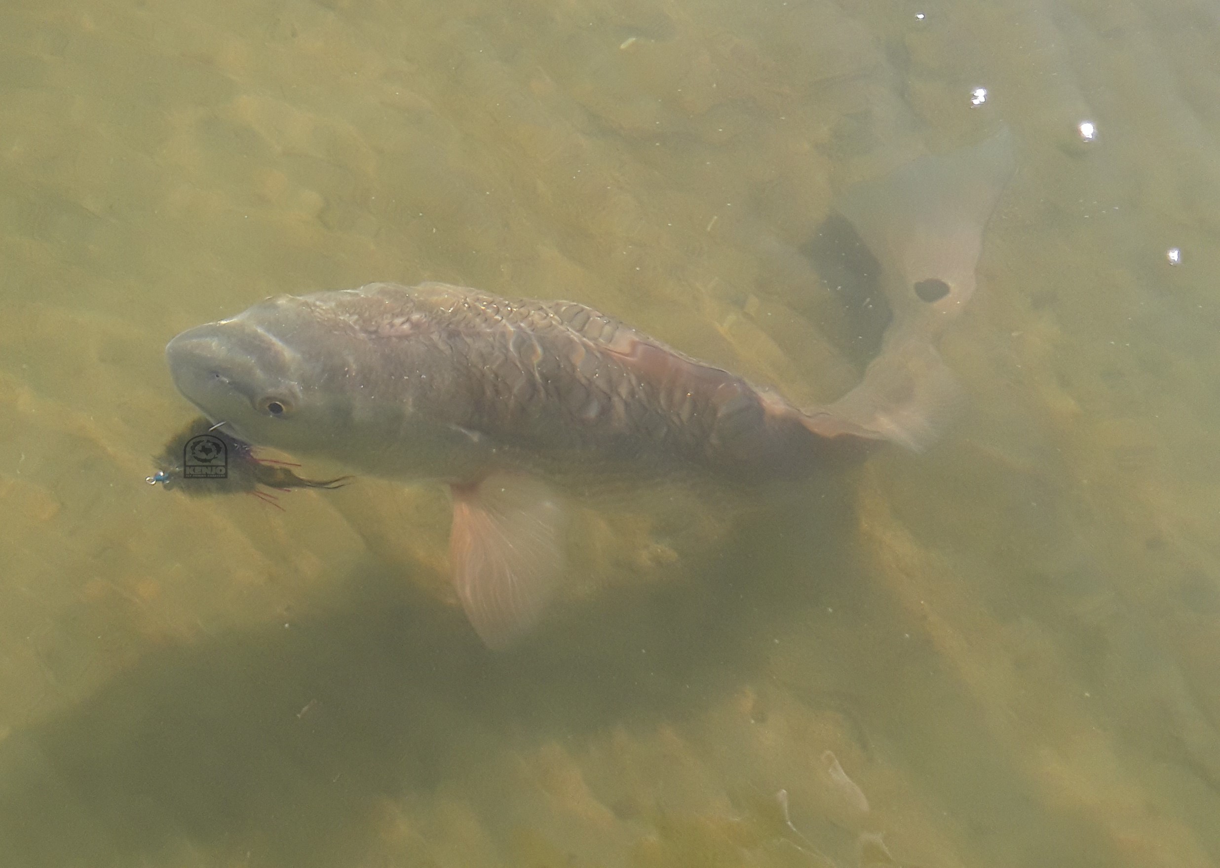 Photo Gallery - Kenjo Fly Fishing Charters