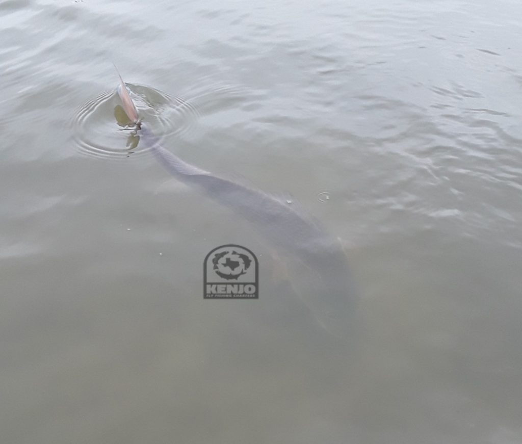 sight casting Archives - Kenjo Fly Fishing Charters